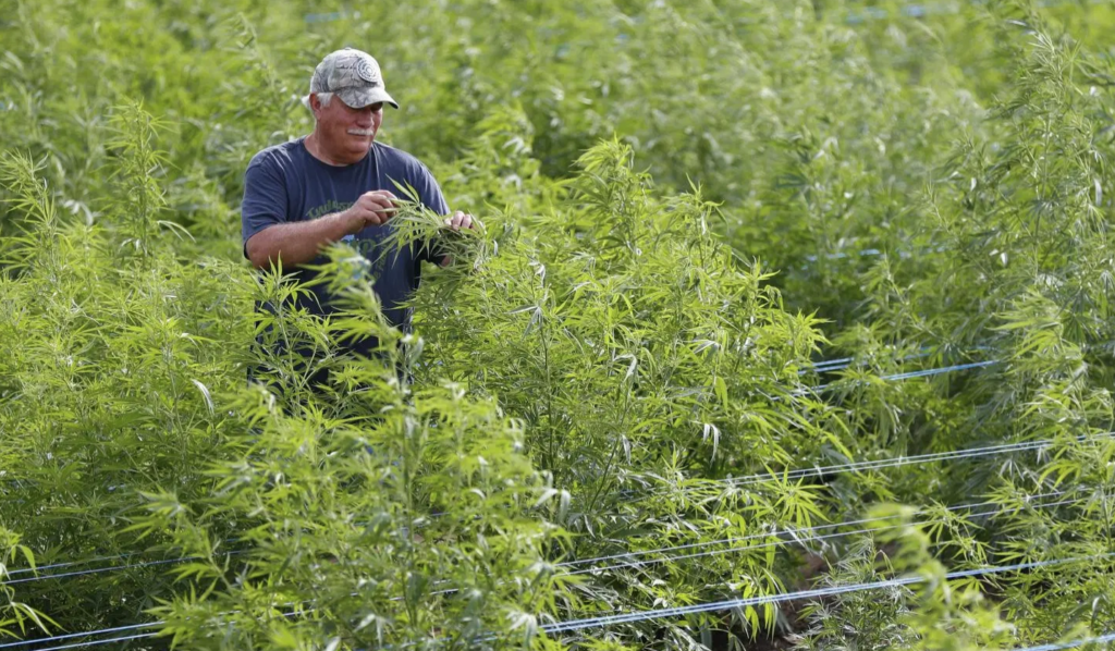 the-number-of-us-acres-devoted-to-hemp-is-100-times-greater-than-five